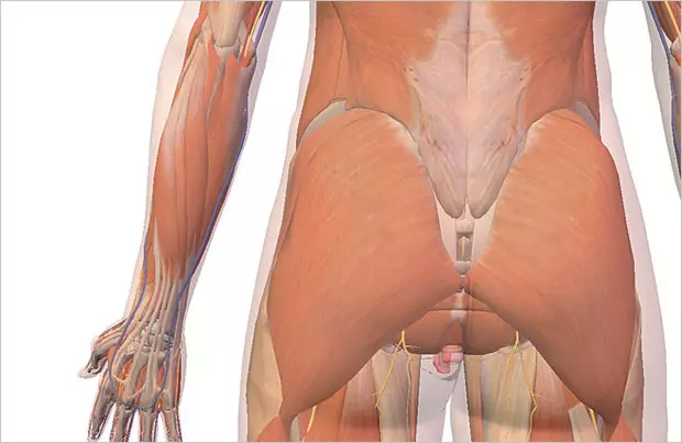 Musculus gluteus maximus.