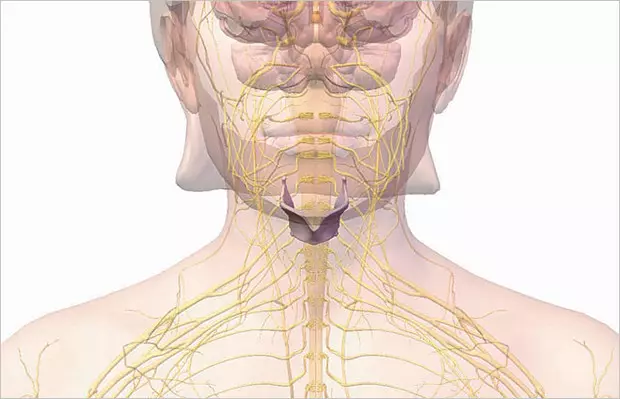 Cartilage Thyroidea.