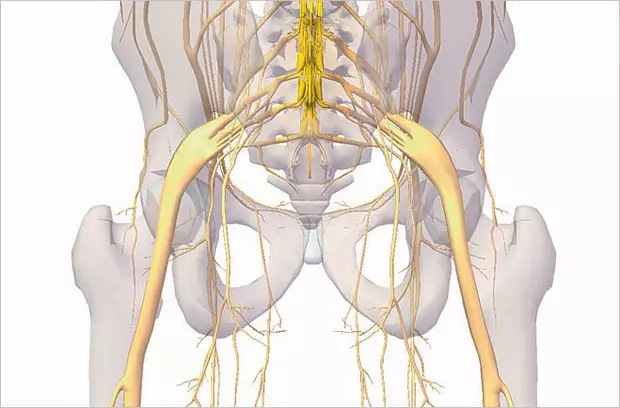 Cauda Equina ។