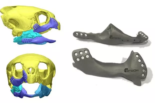 Larawan №1 - Bakit ang Turtle Steel Jaw.