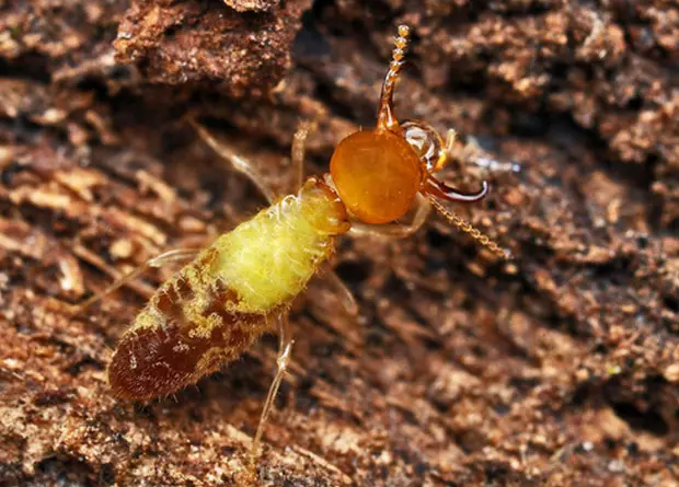 Termites