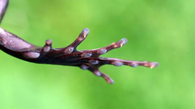 American Hairy Frog.