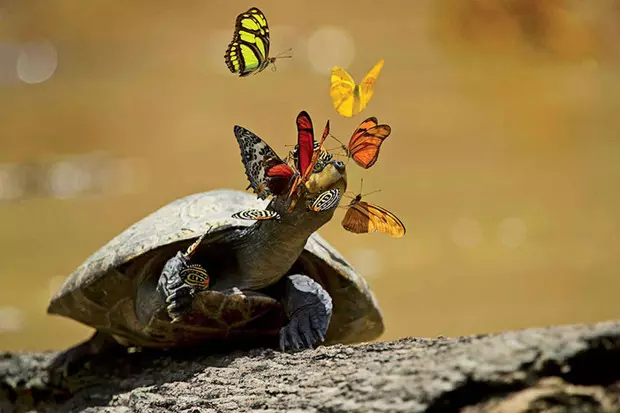 I-Ecuadorian Butterflies