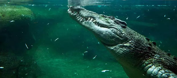 Crocodilos