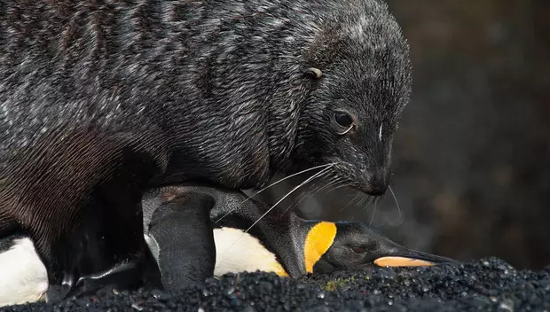 Tylena եւ Penguin