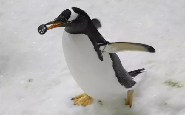 Penguuin