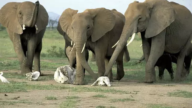 Elephants