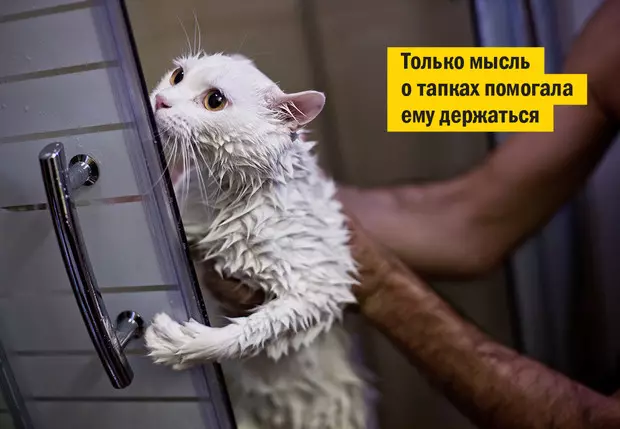 Foto №1 - Come lavare il gatto
