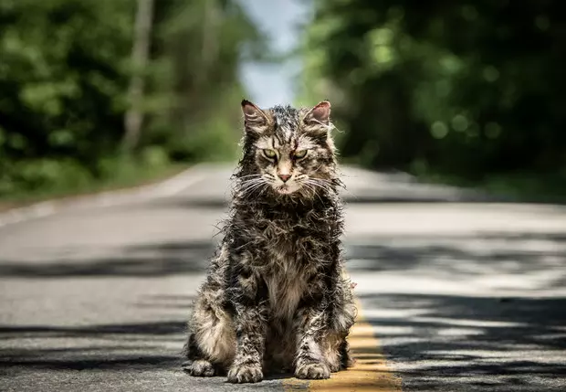 Foto №1 - cara stroke kucing ing babagan ilmu