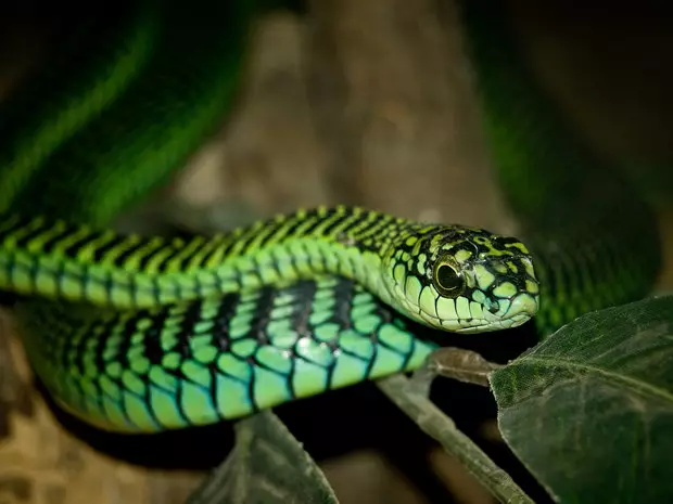 Foto numero 2 - uno scienziato che ha sacrificato la vita per descrivere i sintomi del morso di un serpente velenoso