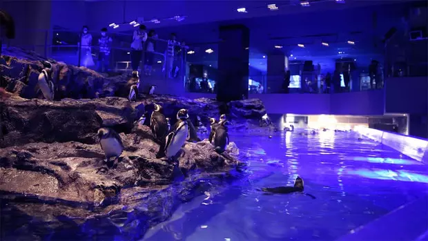 चित्र №1 - या मालिकेऐवजी: प्राणीसंग्रहालयातील पेंग्विनच्या संबंधांची एक जटिल योजना