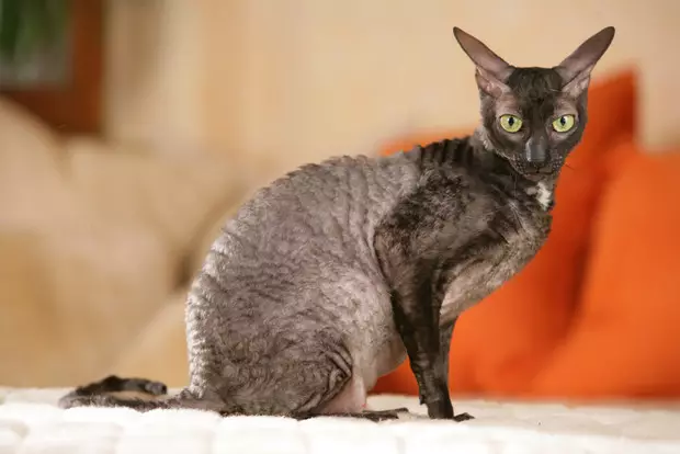 Foto Número 5 - Catro razas de gatos, máis propensos á obesidade