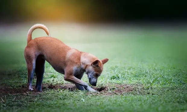 写真№1 - 犬はなぜピットを掘って物事を埋めますか？