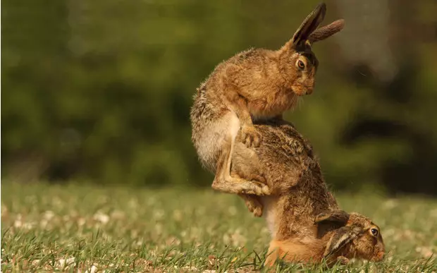 写真第5 - あなたの猫をもっと楽しい動物の写真5 - 12写真！