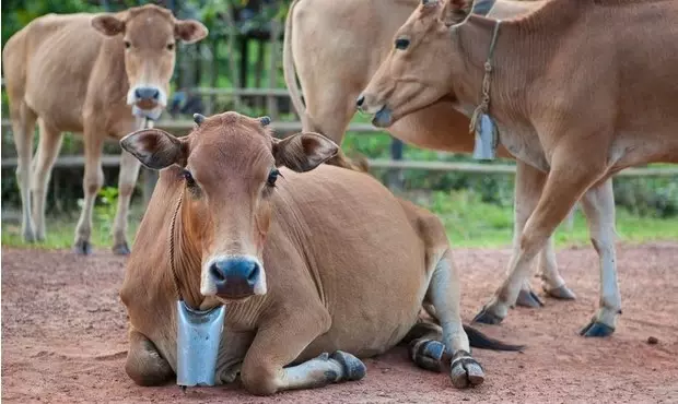 Nomer Foto 8 - Apa liyane sing bisa ditindakake kanthi bom sing ora diterangke. Foto nglipur