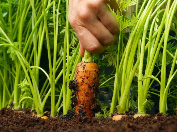 Foto №8 - 9 mitos sobre la comida que crees completamente en vano