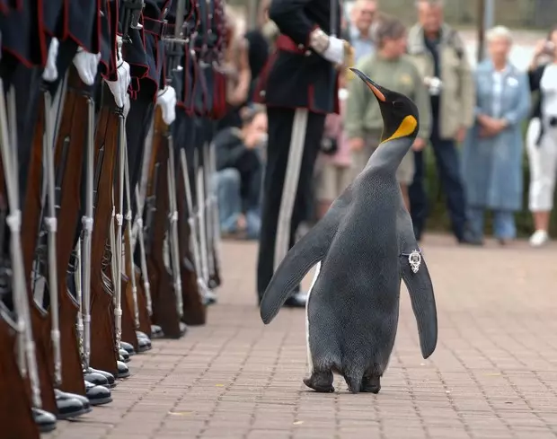 Photo №1 - 7 Tiere, die im Leben mehr als Sie erreicht haben