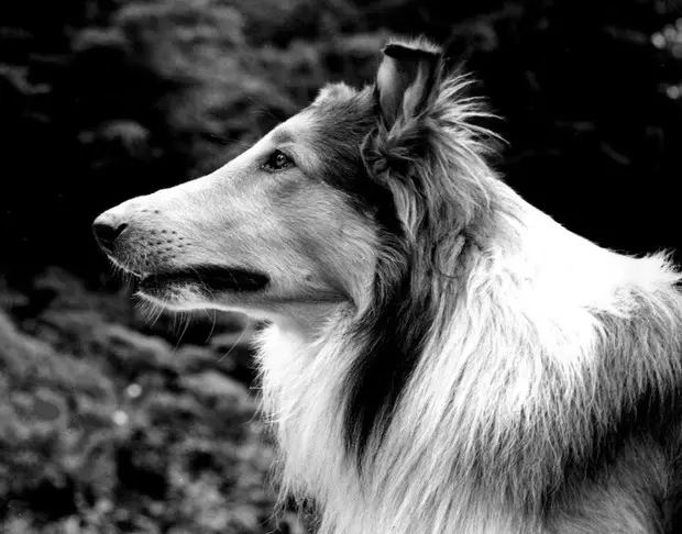 Photo №7 - 7 Tiere, die im Leben von mehr als Sie erreicht haben