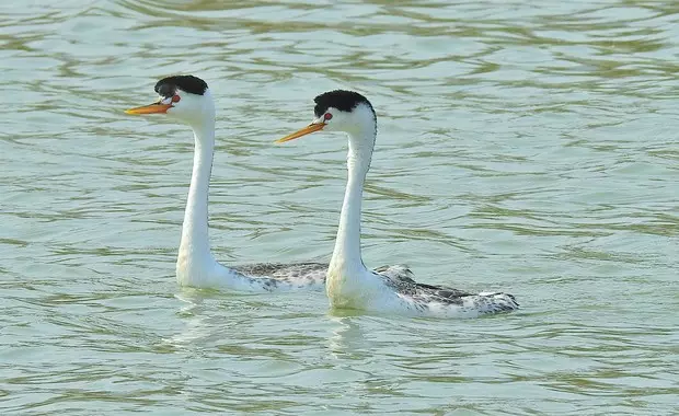 Foto №1 - De ce oamenii din perechi sunt similare unul cu celălalt