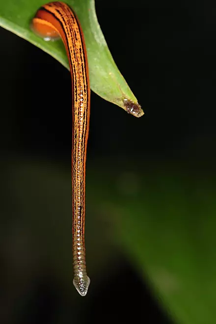 Tiger Leech