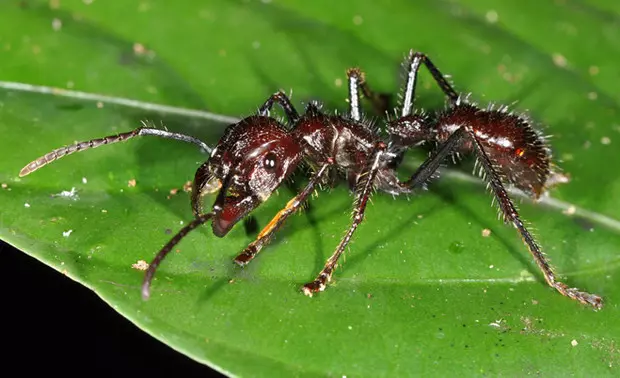 Ant