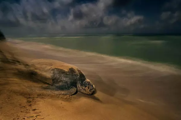 Najlepsze zdjęcia Konkursu Wildlife Fotograf of the Year 2017 123109_11