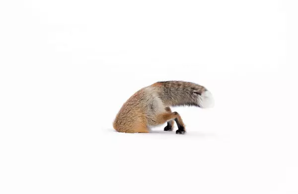 Najlepsze zdjęcia Konkursu Wildlife Fotograf of the Year 2017 123109_16