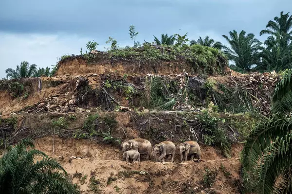 Pinakamahusay na mga larawan ng paligsahan Wildlife Photographer ng taon 2017 123109_5