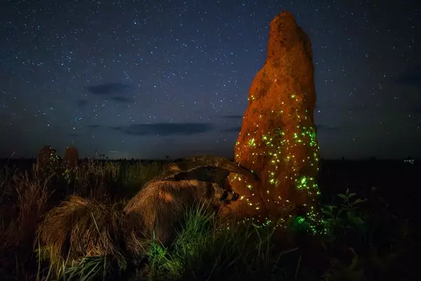 2017 жылдың жабайы табиғат фотографы байқауының ең жақсы суреттері 123109_7