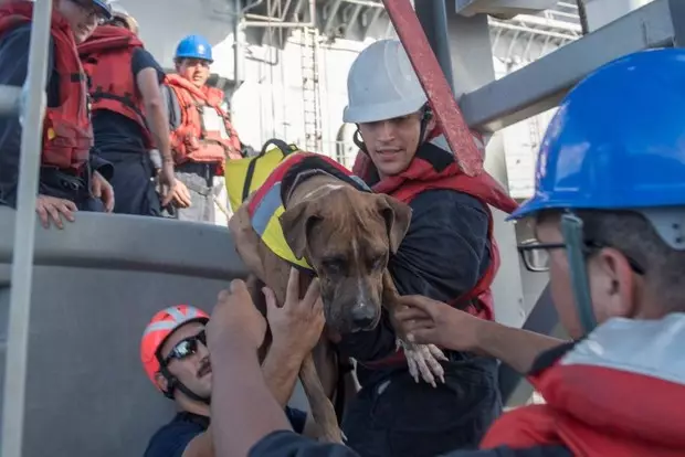 Foto №4 - Dua orang Amerika dan dua anjing 5 bulan melayang di lautan. Kami memberi tahu bagaimana mereka bertahan hidup (bonus - video dari keselamatan yang luar biasa)