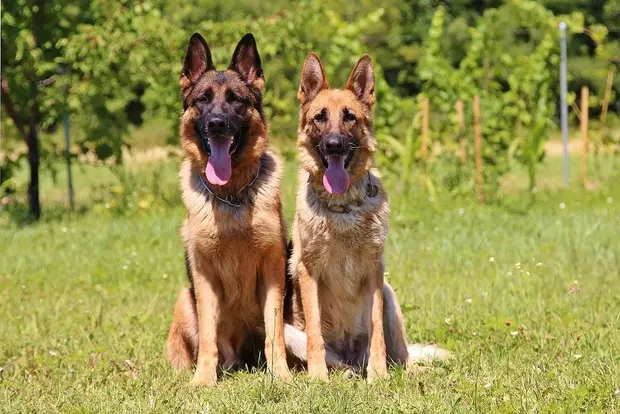 Foto número 1 - En el estado australiano está prohibido vender perros de pura sangre