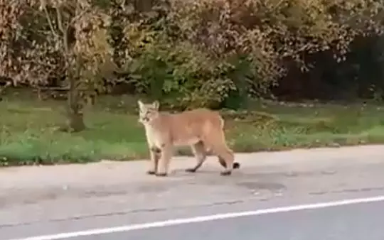 Foto №1 - Escapado Puma atacado a casa perro na rexión de Moscova (vídeo)