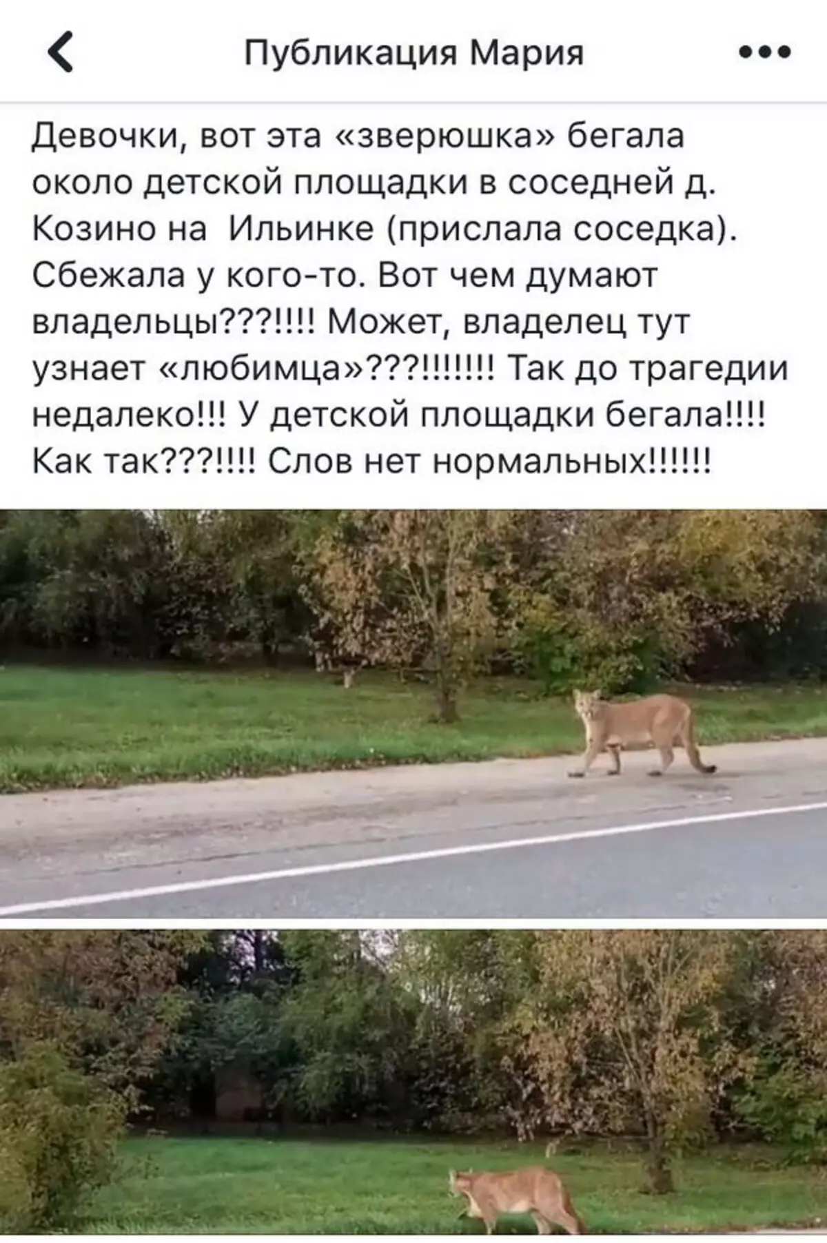 Foto №2 - ho pholoha puma e ile ea hlasela ntja ea lapeng Moscow Setereke sa (video)