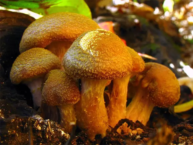 Foto №2 - Mushroom weegt 440 ton: het grootste planeetorganisme werd gevonden in Amerika