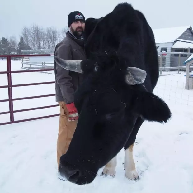 Photo №2 - Au Canada, a trouvé une vache encore plus
