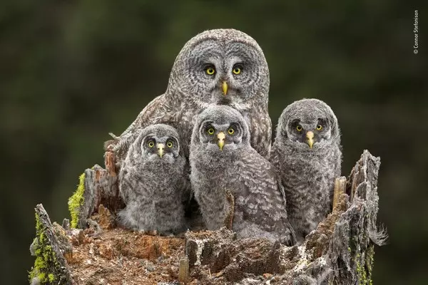 Fotot e konkursit të fotografive familjare të kafshëve (Galeria) 130923_5