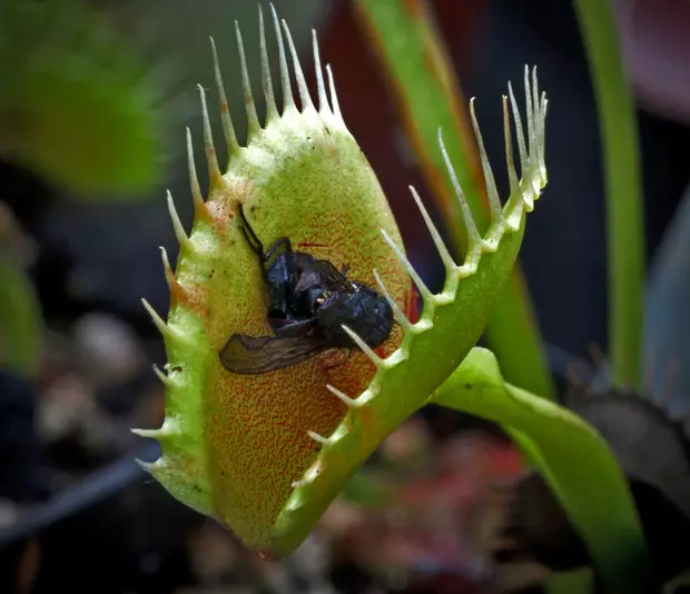 Véineas Flytrap