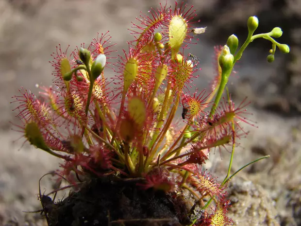 Sundew