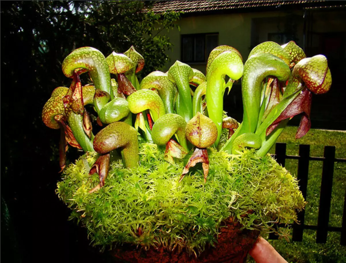 DarlingTonia