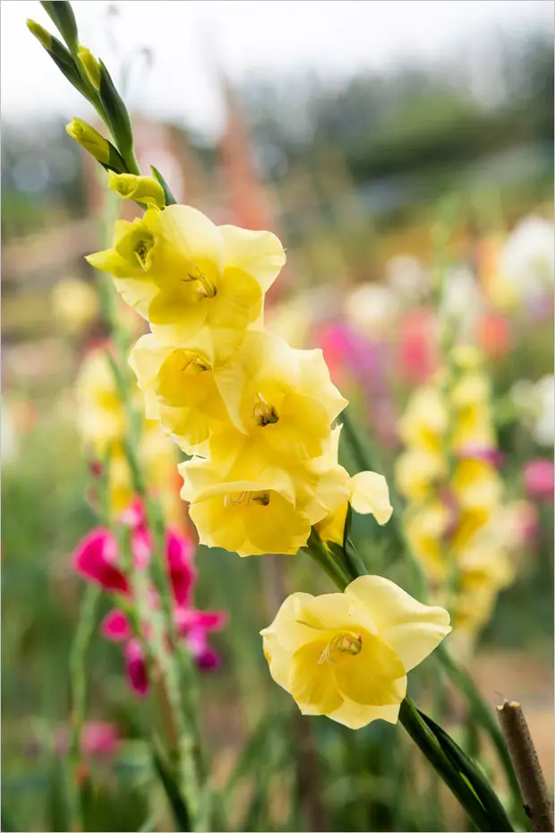 Gladiolus