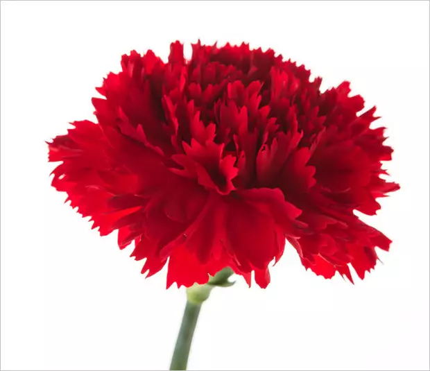 Carnation