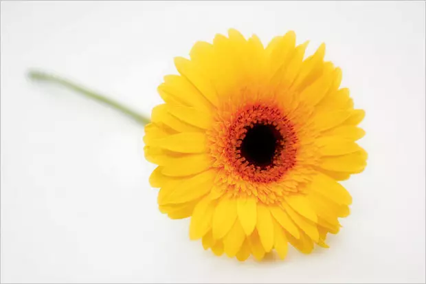 Gerbera