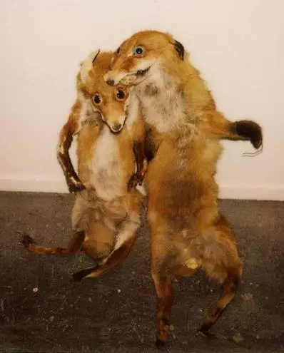 Photo №11 - 16 Fälle, wenn etwas mit Taxidermietern schief gelaufen ist