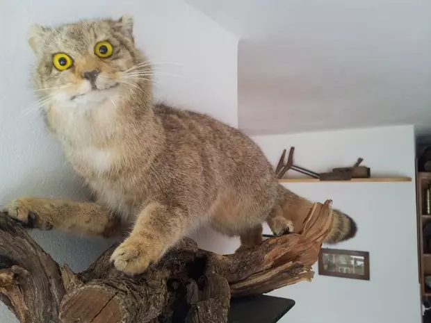 Photo №12 - 16 Fälle, in denen mit Taxidermietern etwas schief gelaufen ist