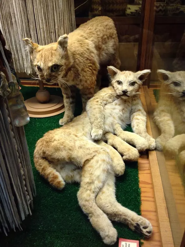 Photo №2 - 16 Fälle, in denen mit Taxidermietern etwas schief gelaufen ist