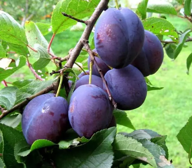 Foto №11 - 10 tanduran kanggo para pekebun