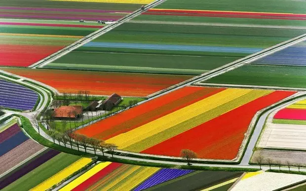 Tulip fields in the Netherlands. XXI Century