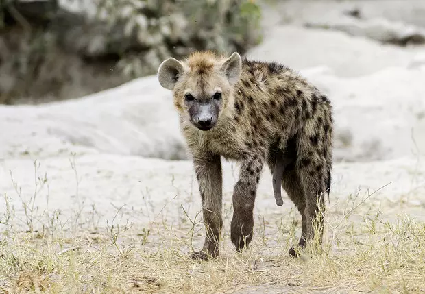 Foto №4 - Zoo-Test. Wéi gutt wësst Dir an de schwaarze Humor vun der Natur verstinn?