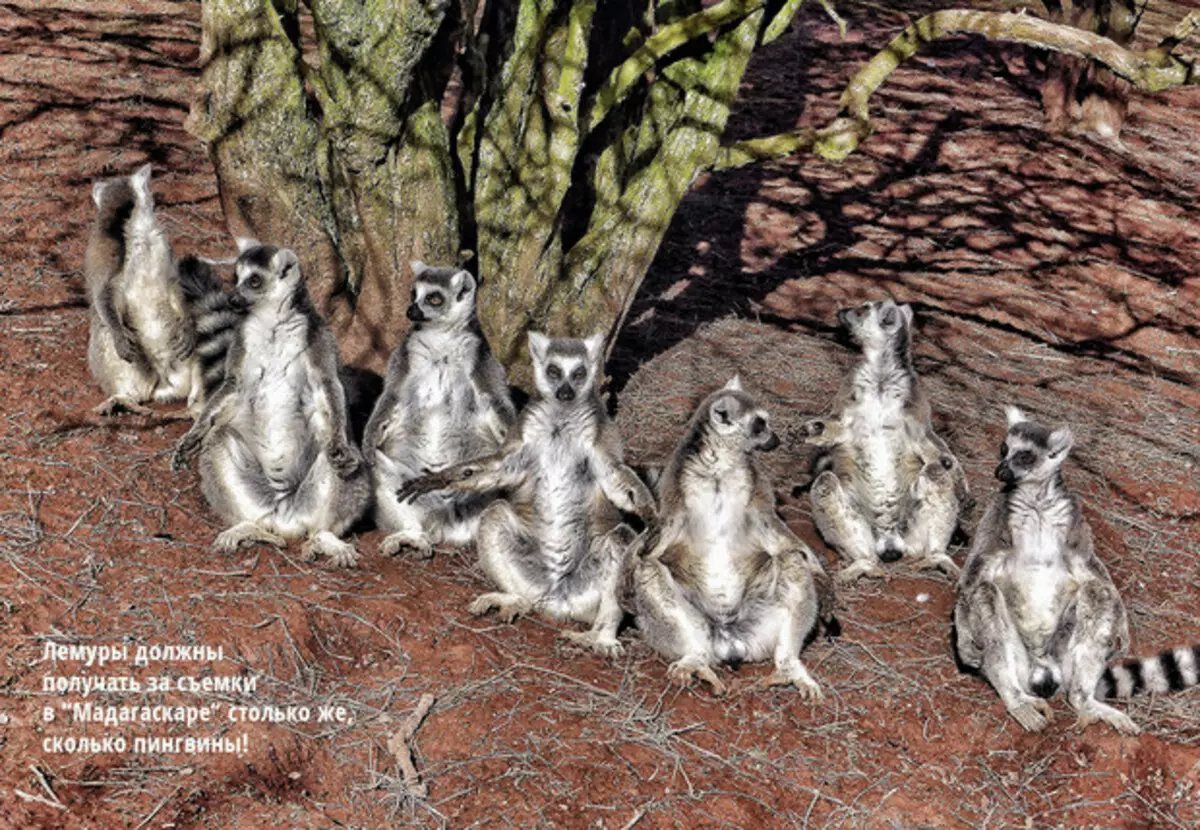 PHOTO №5 - zoologijos sodas. Kaip gerai žinote ir suprantate juodą gamtos humorą?