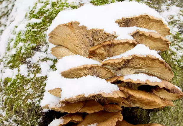 FOTO №5 - Potražite gljive, kupanje u odjeći i ostalu ljetnu zabavu koja se može učiniti zimi